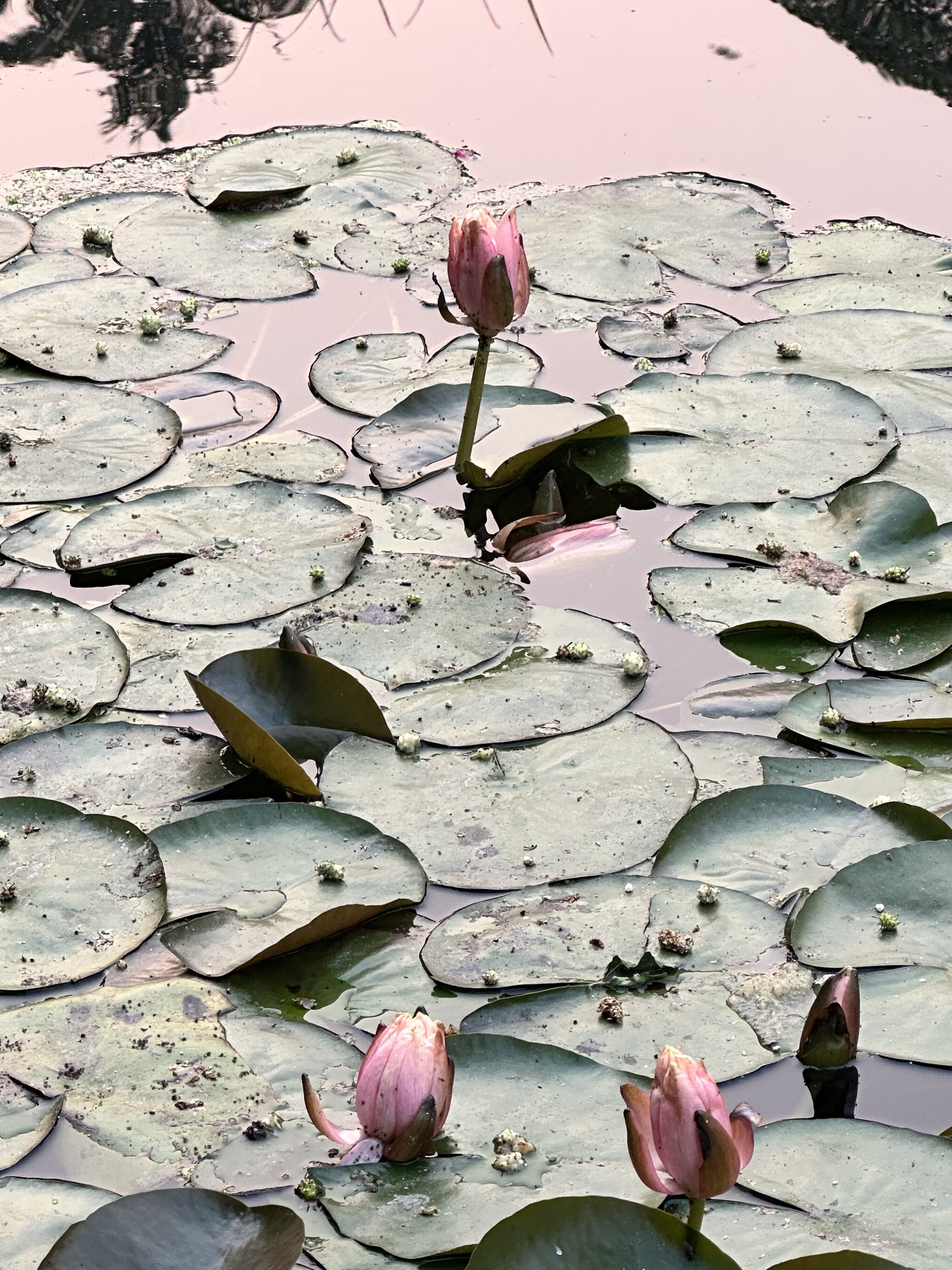 Fostering Self-Regulation Following Sexual Abuse | Laura K Kerr, PhD